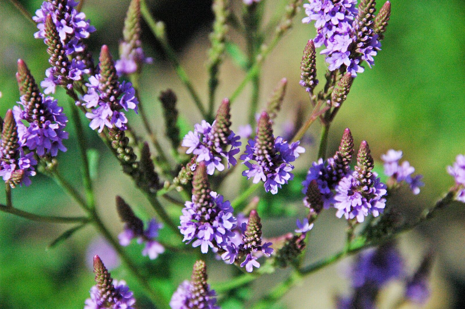 Growing Blue Vervain from Seed - Southern Garden Nursery