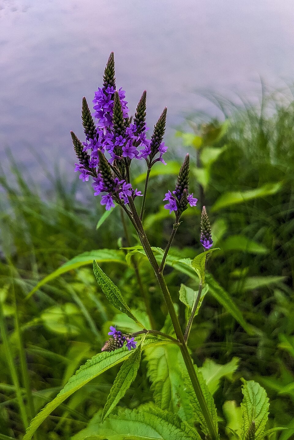 Growing Blue Vervain from Seed - Southern Garden Nursery