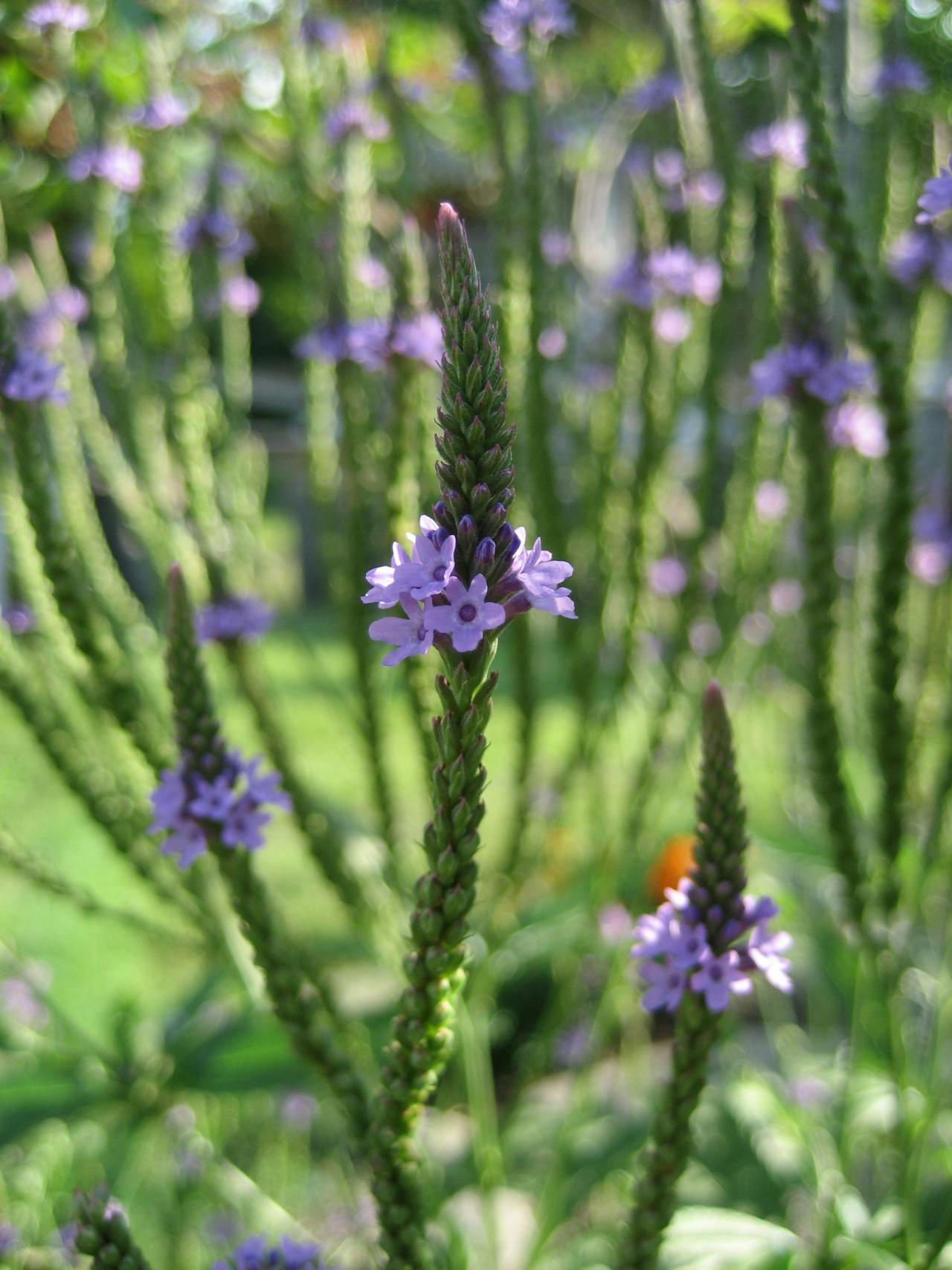 Growing Blue Vervain from Seed - Southern Garden Nursery