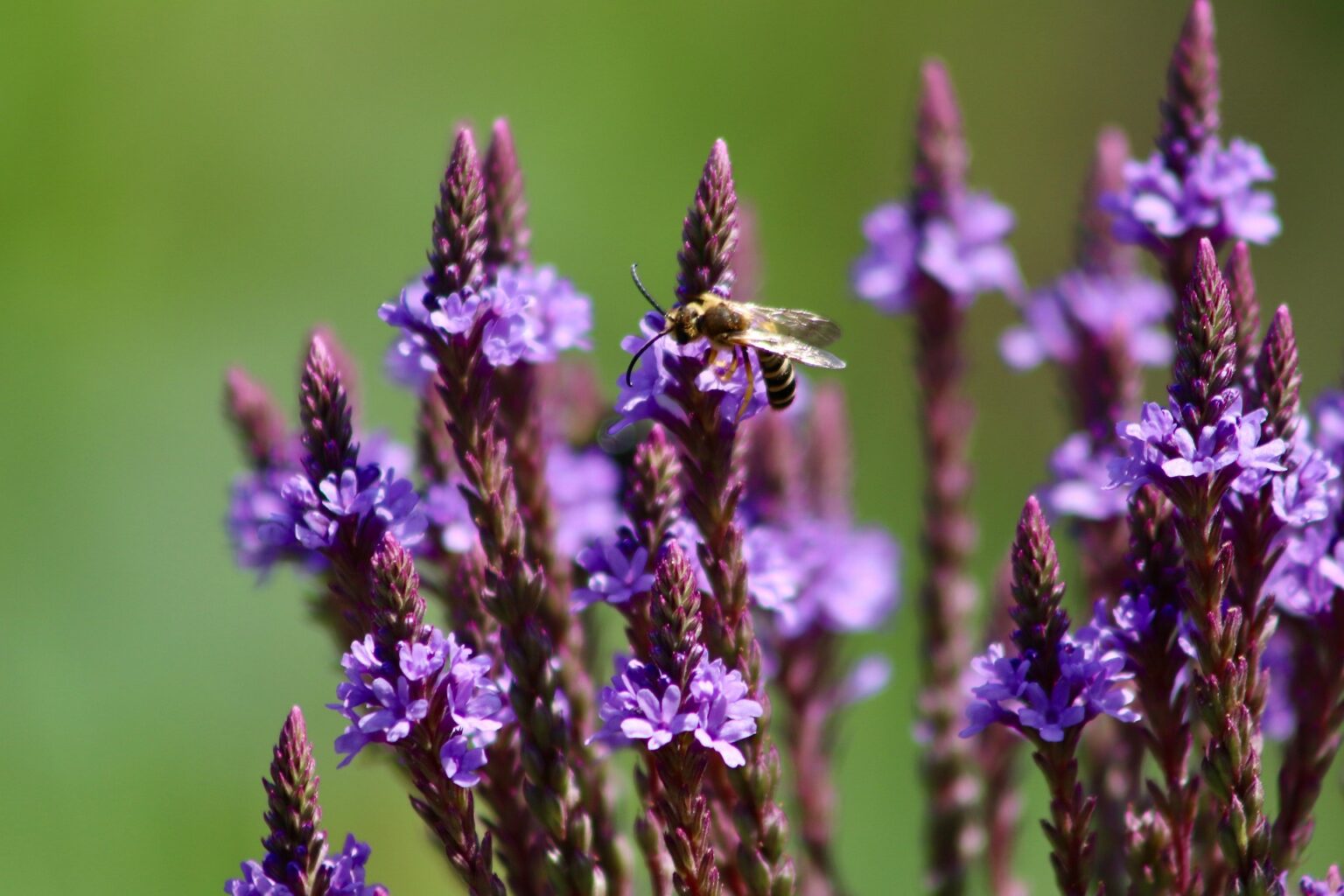 Growing Blue Vervain from Seed - Southern Garden Nursery