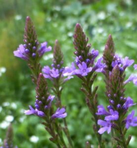 Growing Blue Vervain from Seed - Southern Garden Nursery