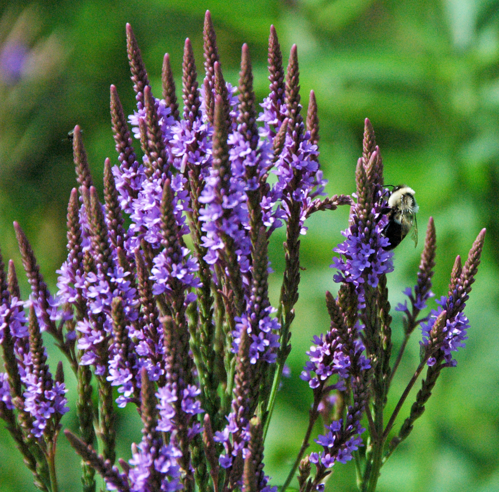 Growing Blue Vervain from Seed - Southern Garden Nursery