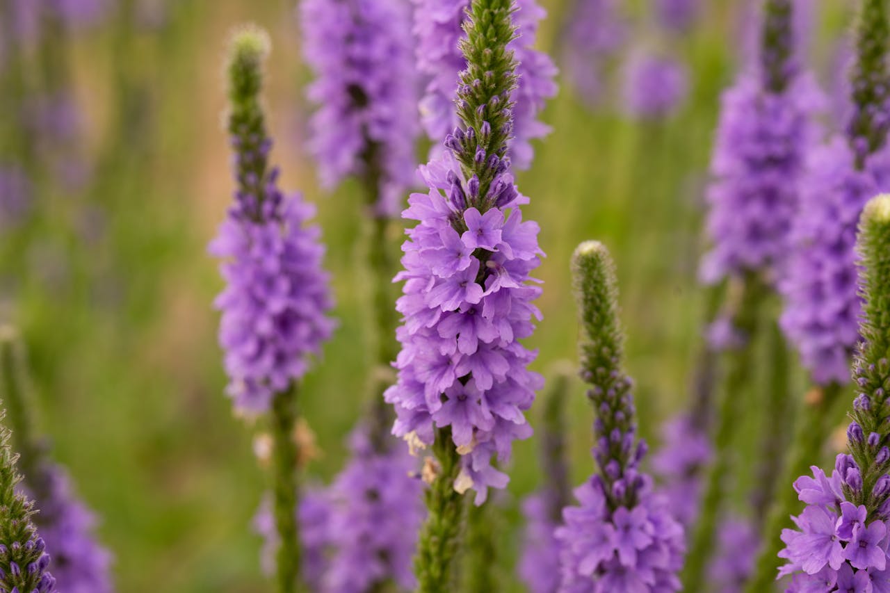 Growing Blue Vervain from Seed - Southern Garden Nursery