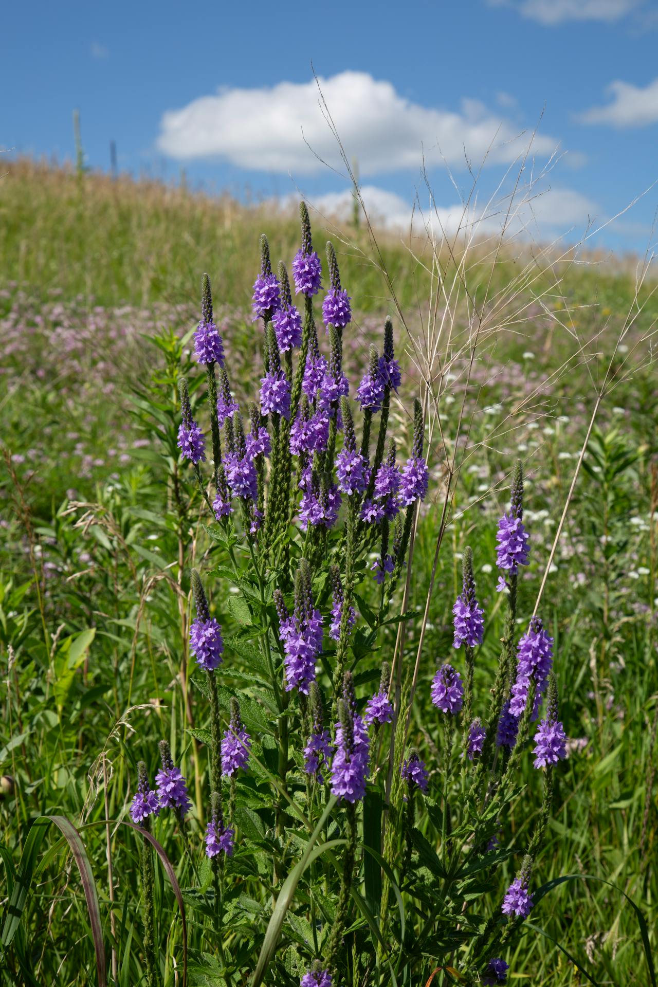 Growing Blue Vervain from Seed - Southern Garden Nursery